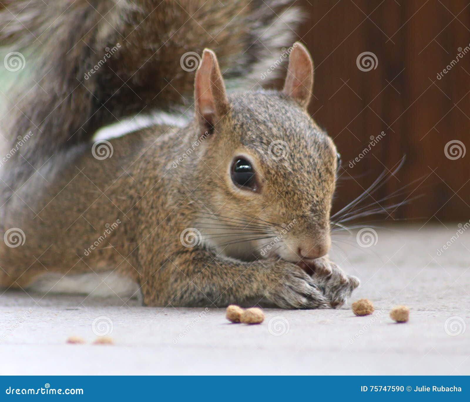 Squirrel Laying Down while Eating Stock Photo - Image of rodent ...
