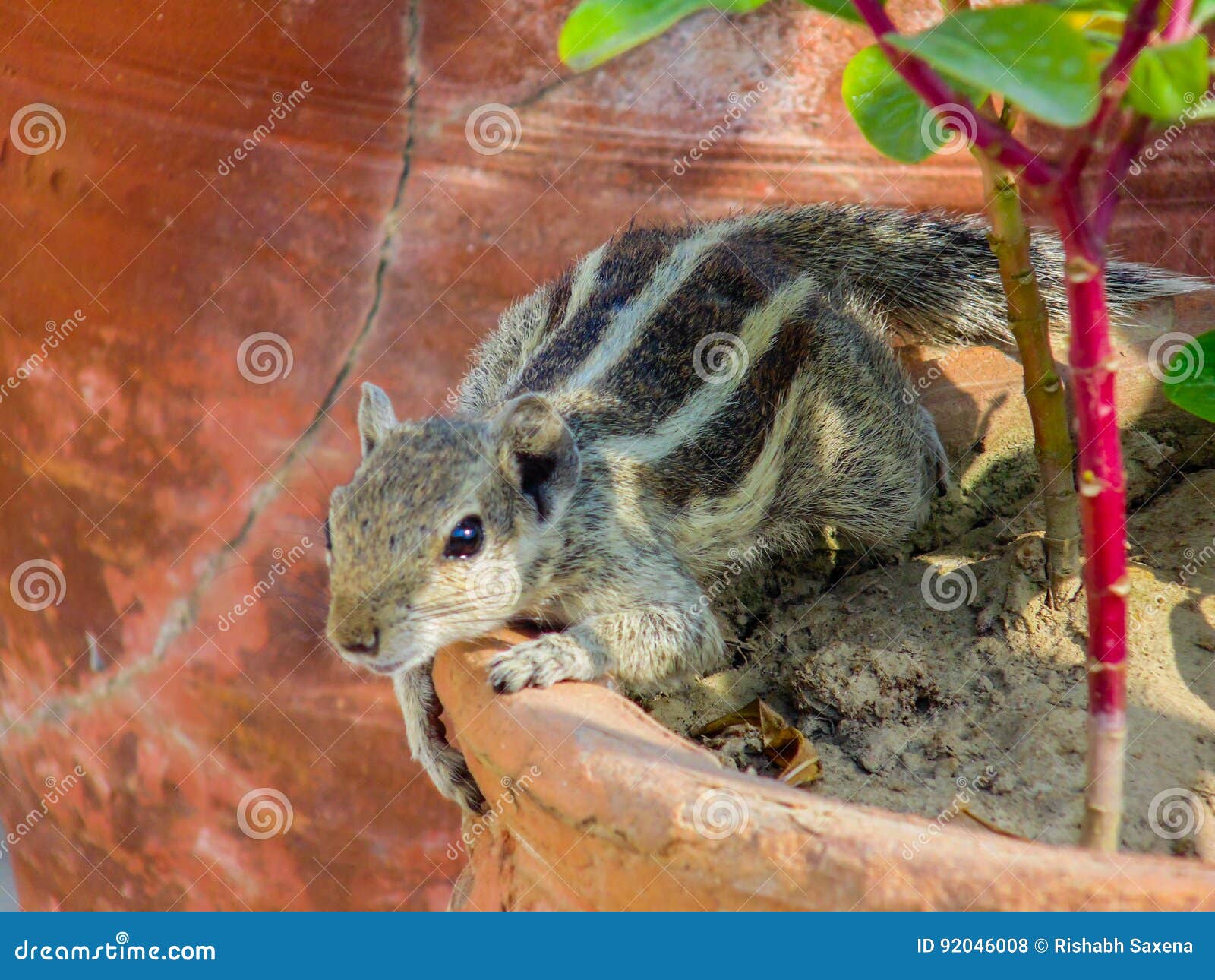 Squirrel laying down stock photo. Image of rock, alert - 92046008