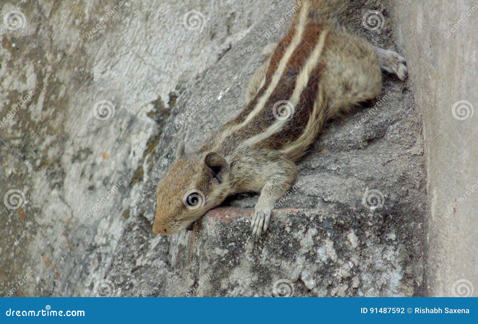 Squirrel stock photo. Image of geology, funny, road, california - 91487592
