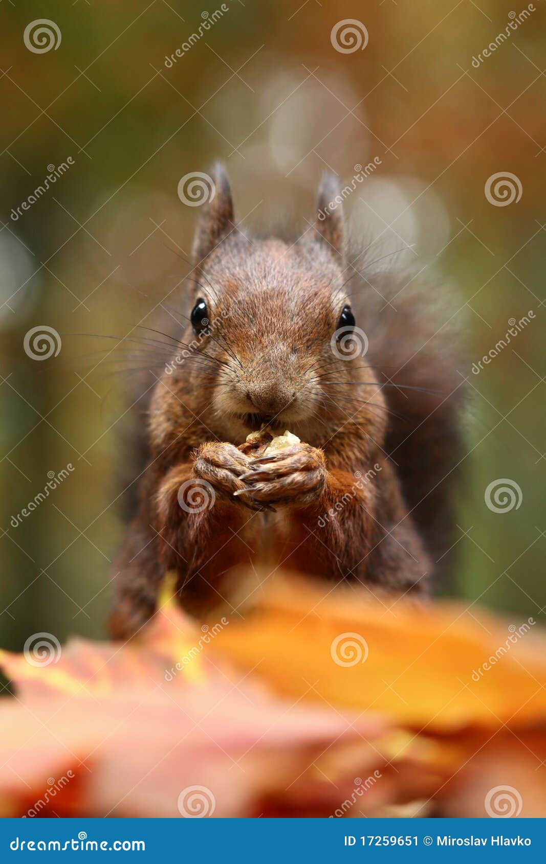 Squirrel in leaves stock image. Image of squirrel, wildlife - 17259651
