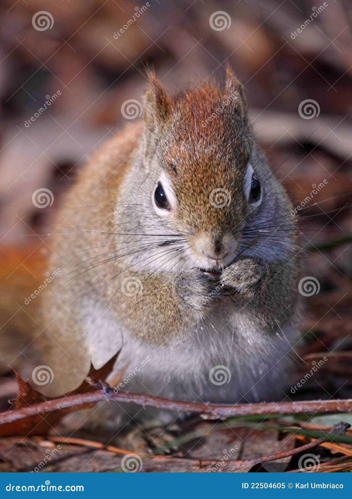 Squirrel on leaves stock image. Image of rodent, squirrel - 22504605