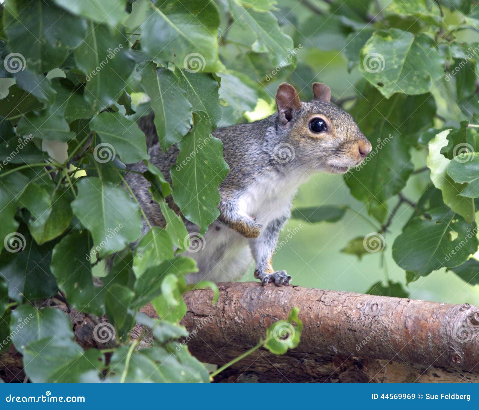 Squirrel in Leaves stock image. Image of gray, nature - 44569969