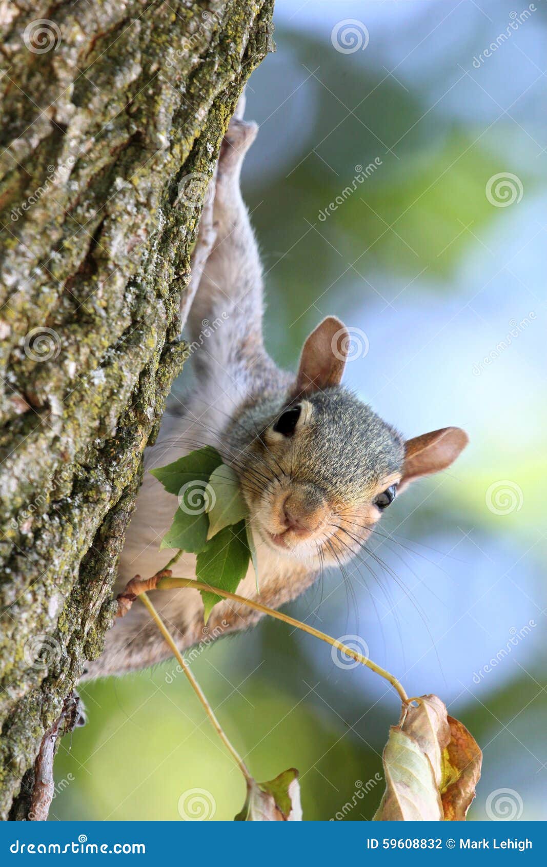 Squirrel & leaves stock photo. Image of animal, leaf - 59608832