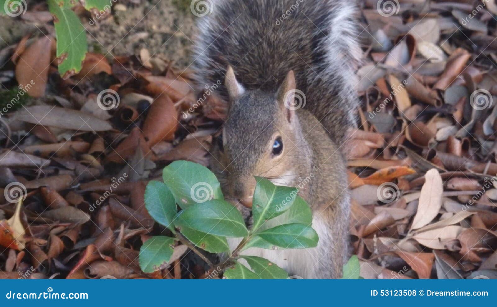 Squirrel in Leaves stock photo. Image of nature, squirrel - 53123508