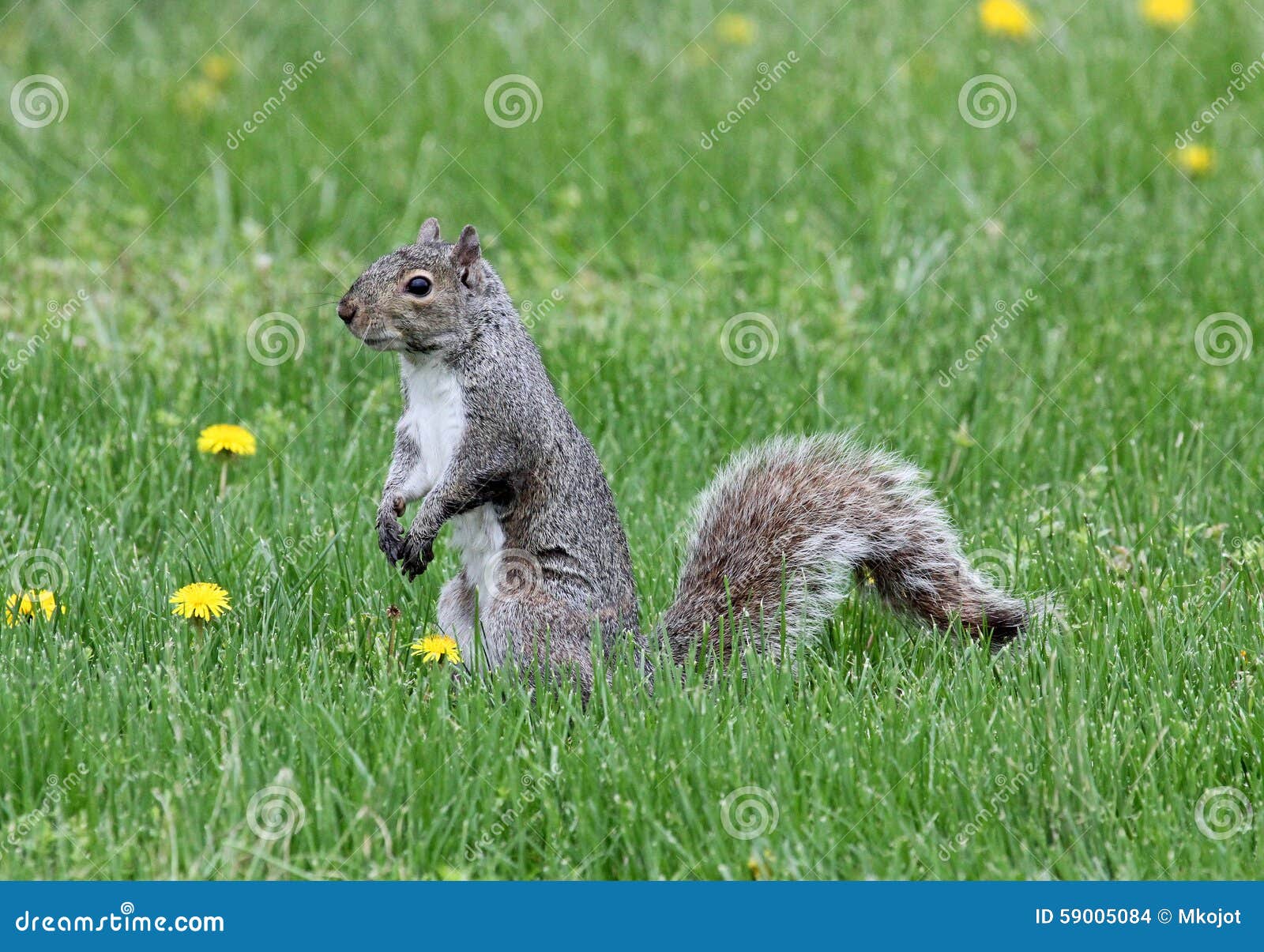 Squirrel in left profile stock photo. Image of beauty - 59005084