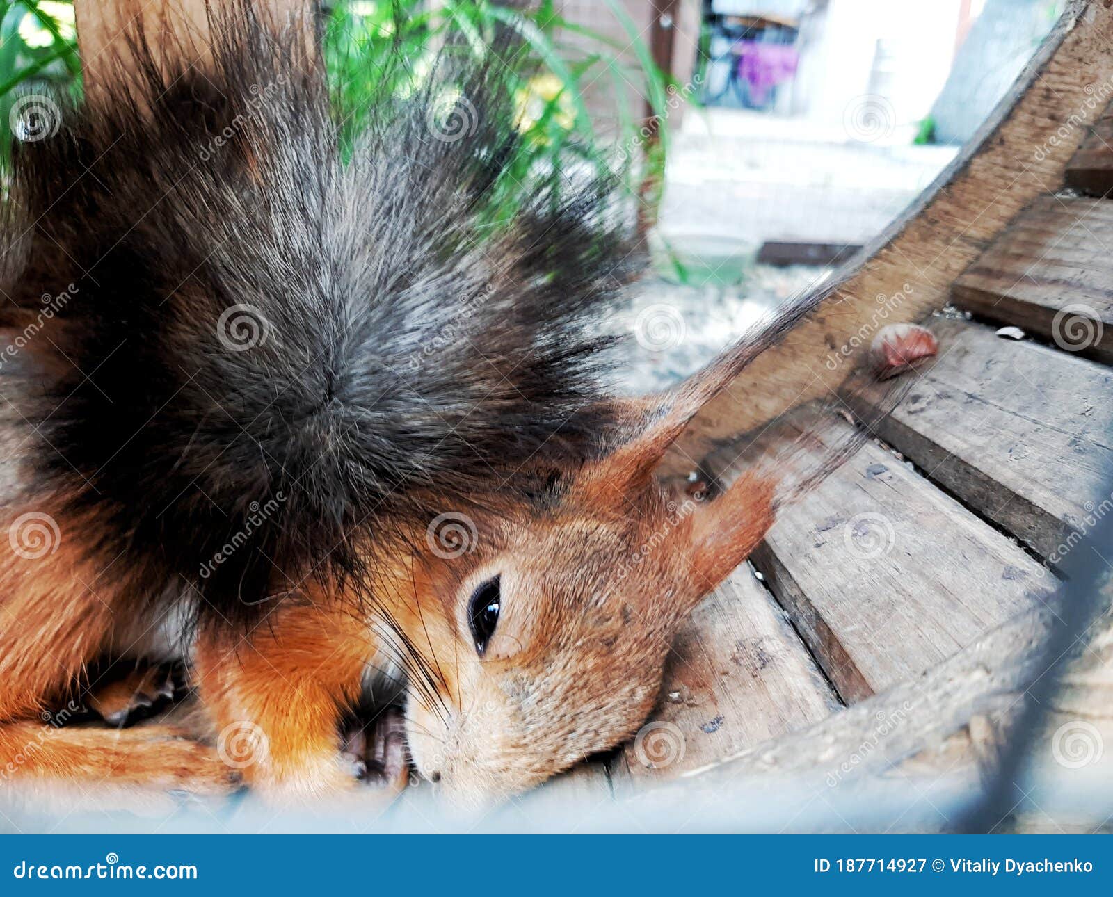 Squirrel stock image. Image of running, wheel, animals - 187714927