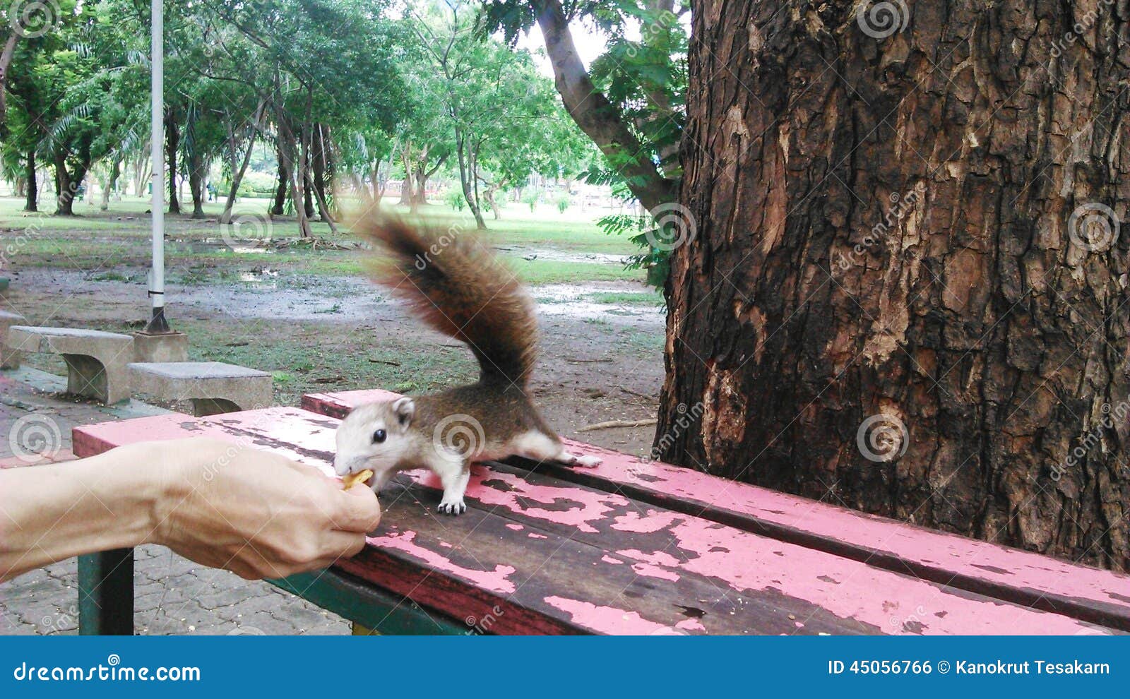 Squirrel in the Lifely Park Stock Photo - Image of park, wildlife: 45056766