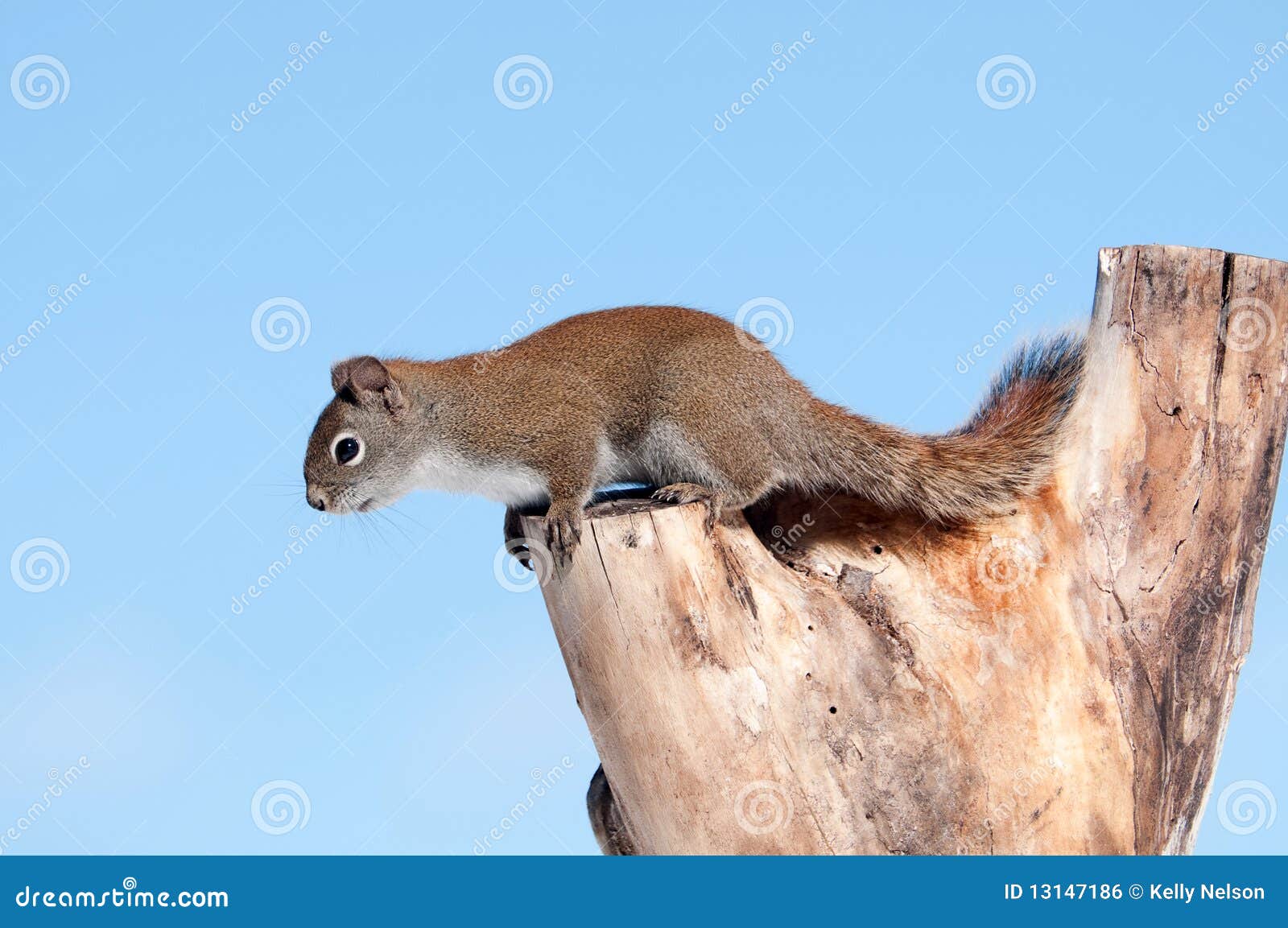 Squirrel on a log. stock photo. Image of perched, posing - 13147186