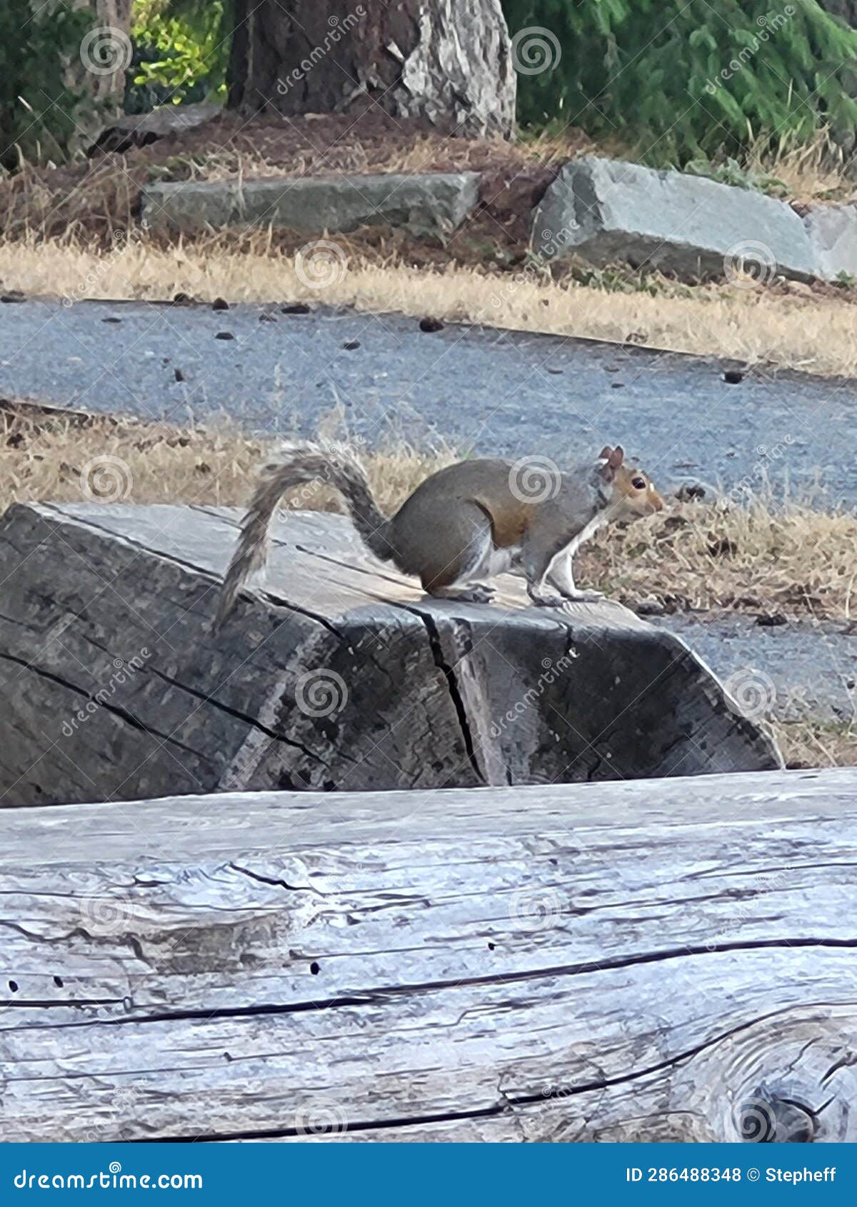 Squirrel on a log stock photo. Image of nature, squirrel - 286488348