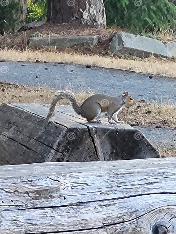 Squirrel on a log stock photo. Image of nature, squirrel - 286488348