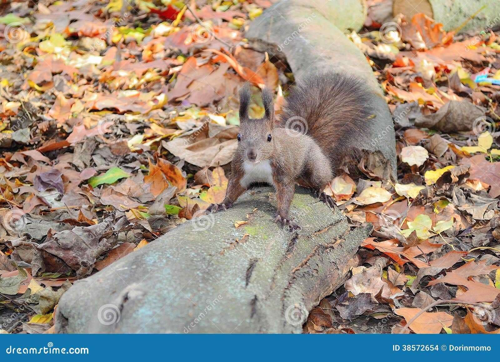 Squirrel on a log stock photo. Image of mammal, wild - 38572654