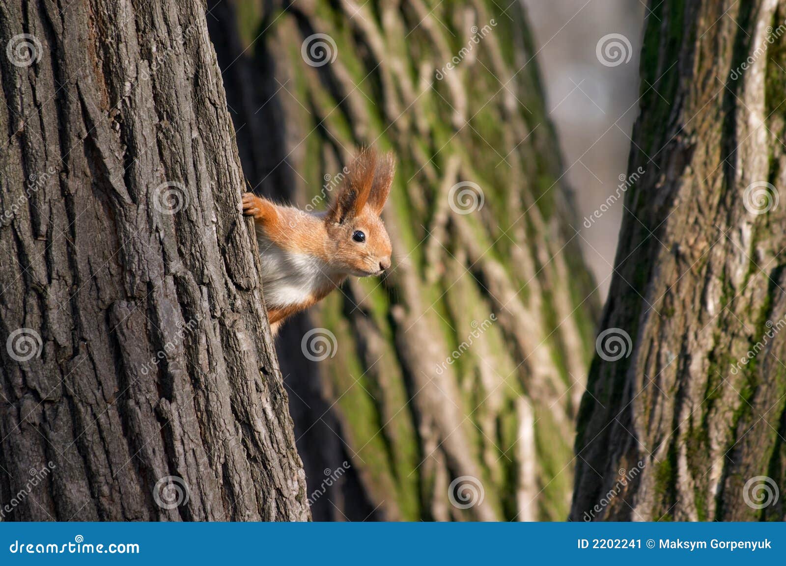 Squirrel Look Out from Tree Stock Image - Image of play, squirrel: 2202241