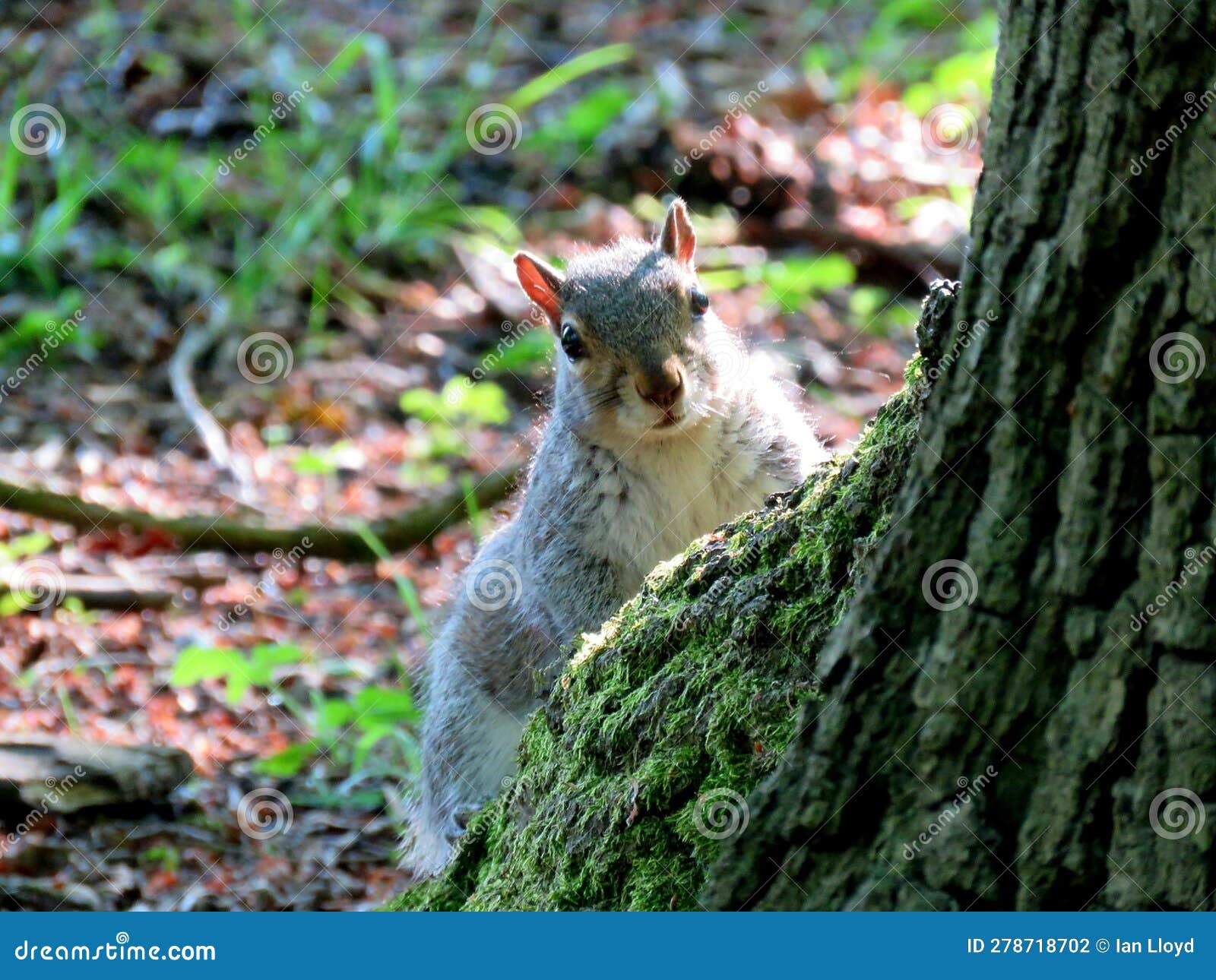 Squirrel Looking from Behind Tree Stock Photo - Image of back, summer ...