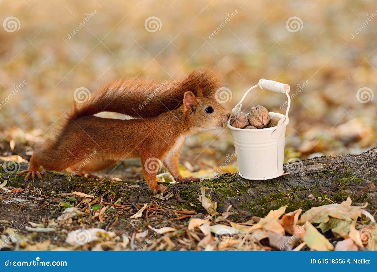 Squirrel Looking into a Bucket with Nuts Stock Photo - Image of life ...