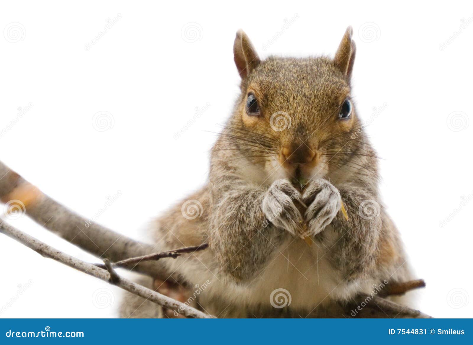 Squirrel Looking into the Camera Stock Image - Image of squirrel ...