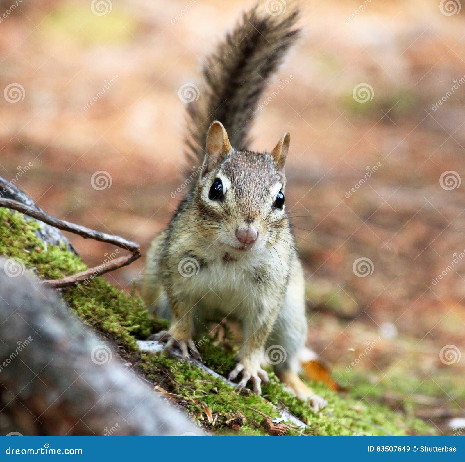 A Squirrel Looking At The Camera On A Blacktop Driveway In Front Of A ...