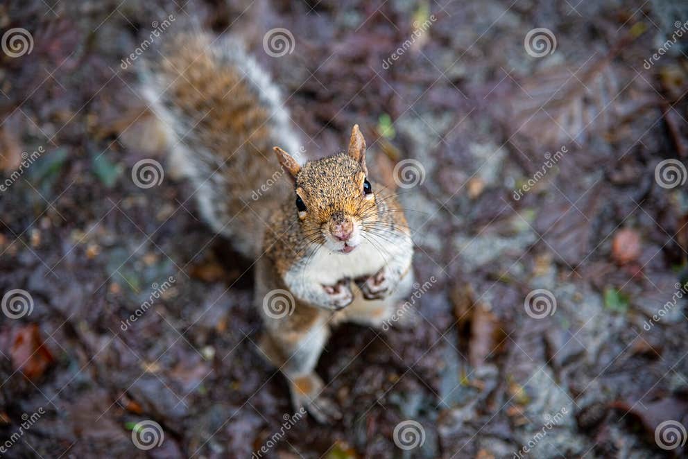 Squirrel looking at camera stock image. Image of close - 178571693