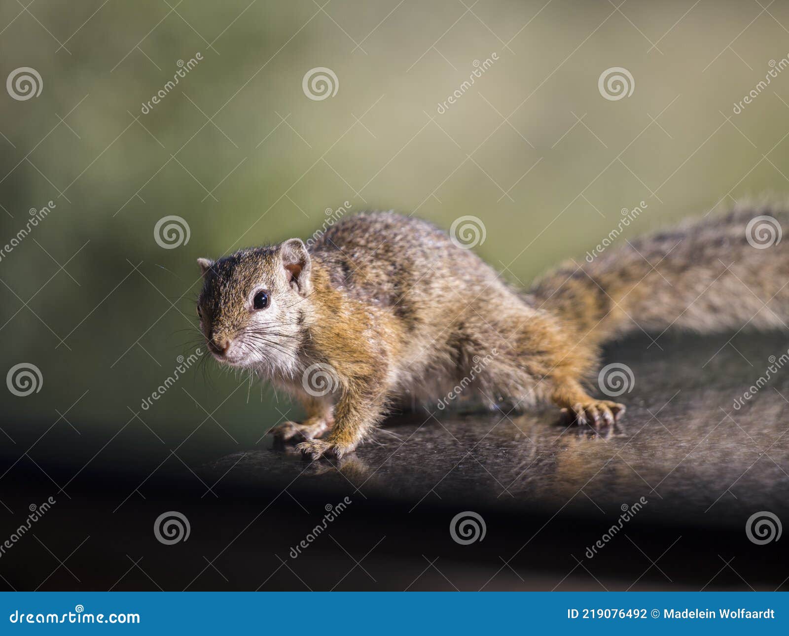A Squirrel Looking at the Camera Closeup Stock Photo - Image of ...