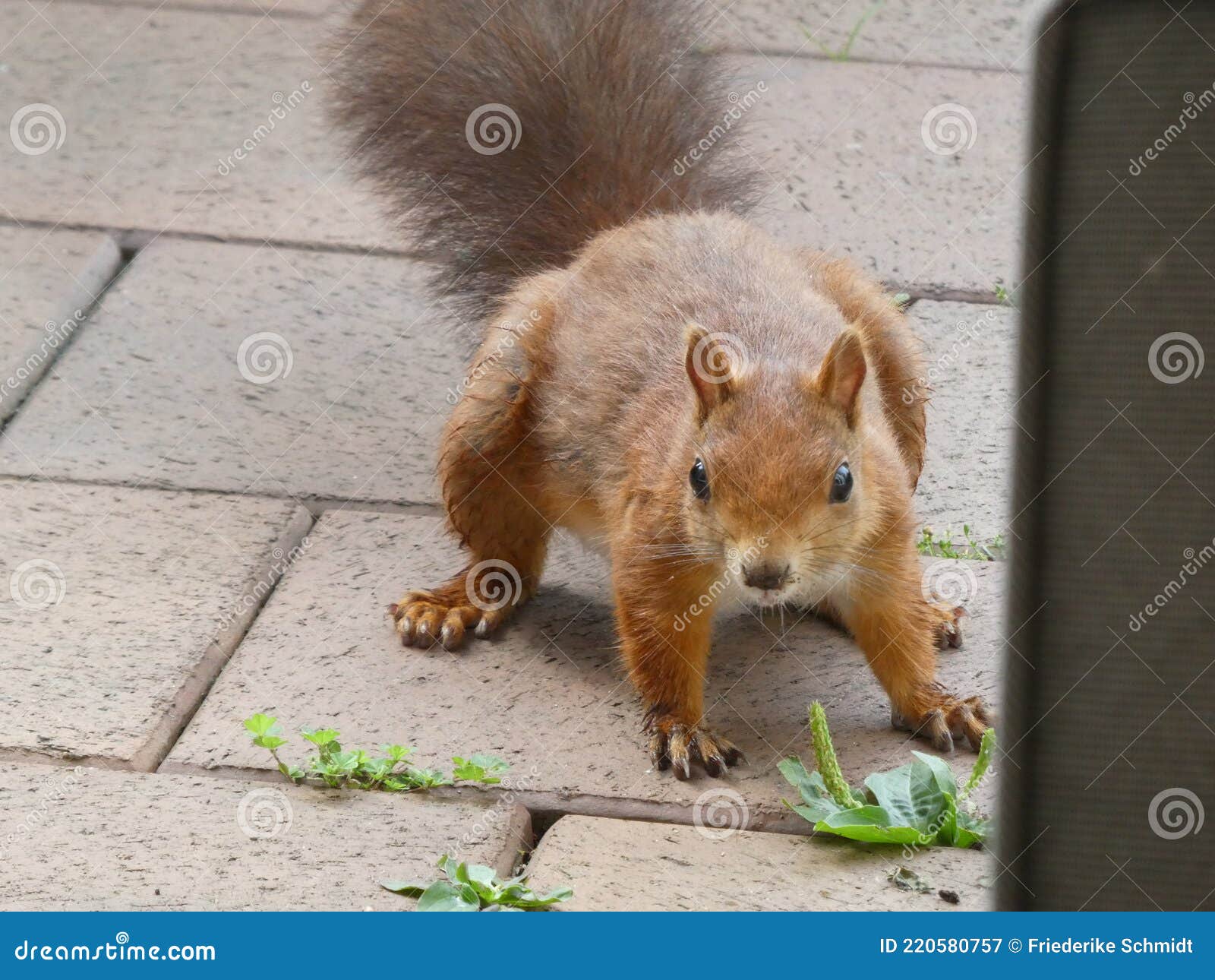 Squirrel Looking at the Camera Stock Image - Image of camera, cute ...