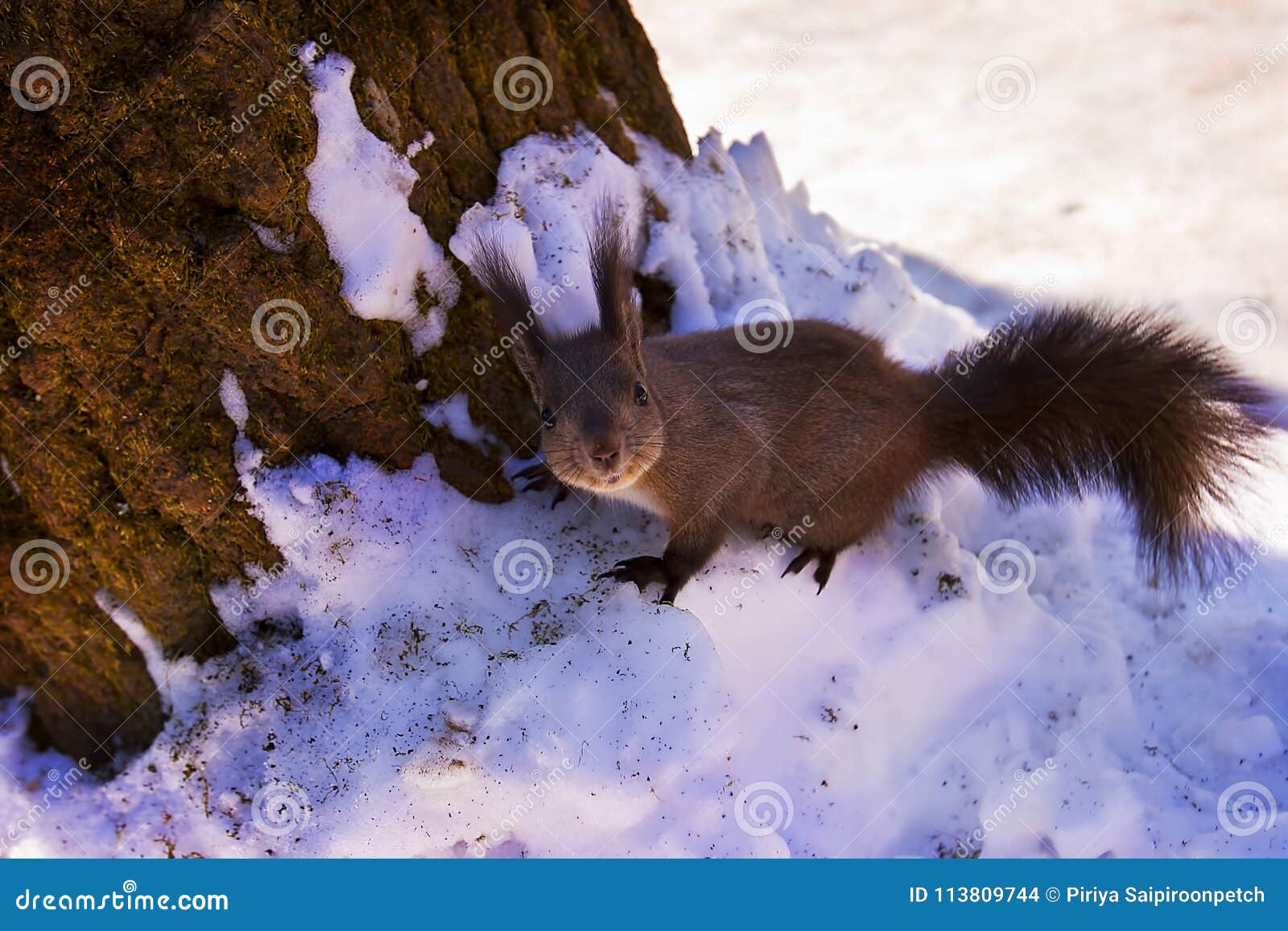 Squirrel Looking at the Camera. Stock Photo - Image of island, cute ...
