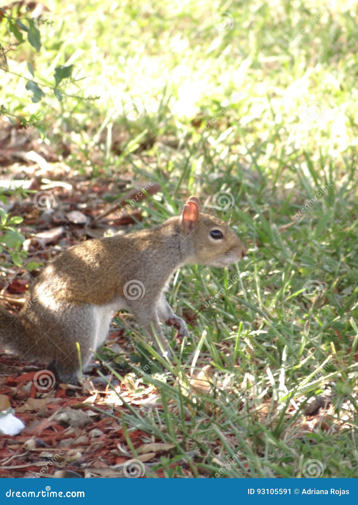 Squirrel Looking for His Nut Stock Image - Image of light, forest: 93105591