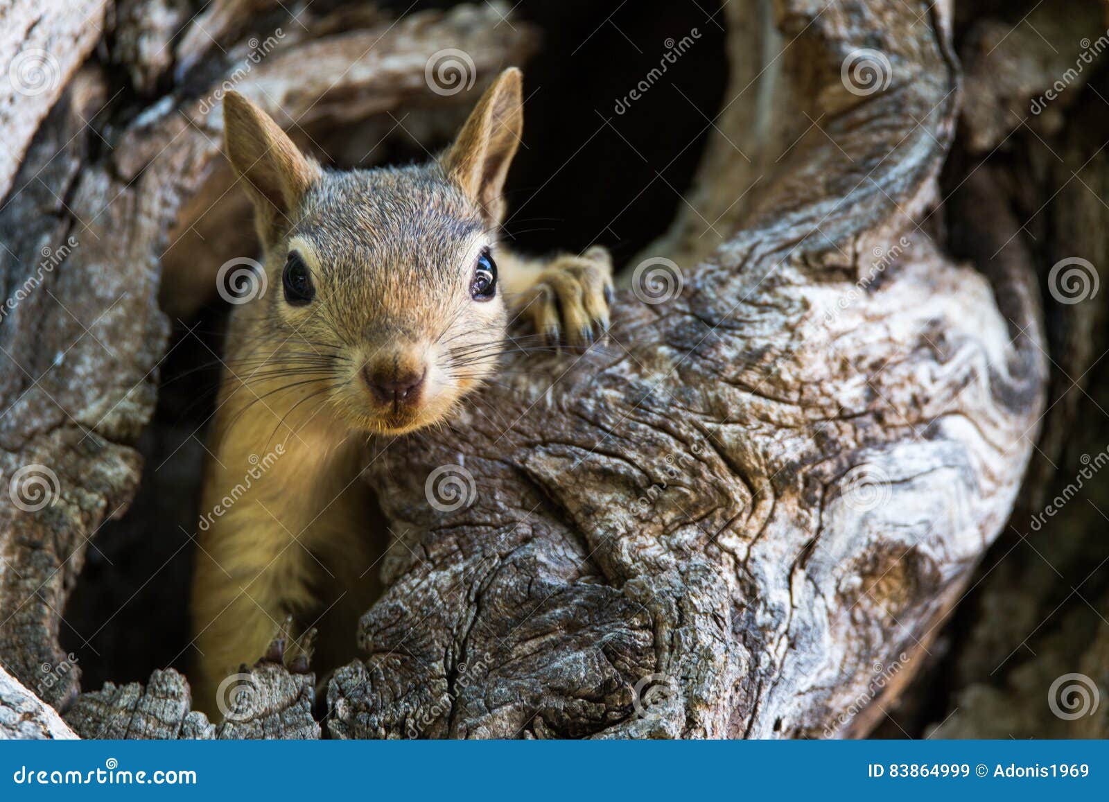 Squirrel Looking Out from Tree Hole Stock Image - Image of wooden ...