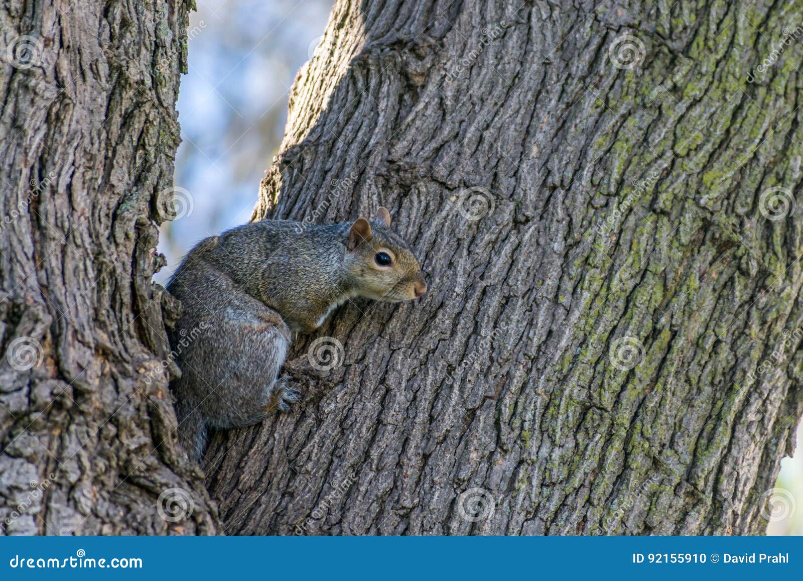 Squirrel Looking Out from Tree Trunk Stock Photo - Image of running ...