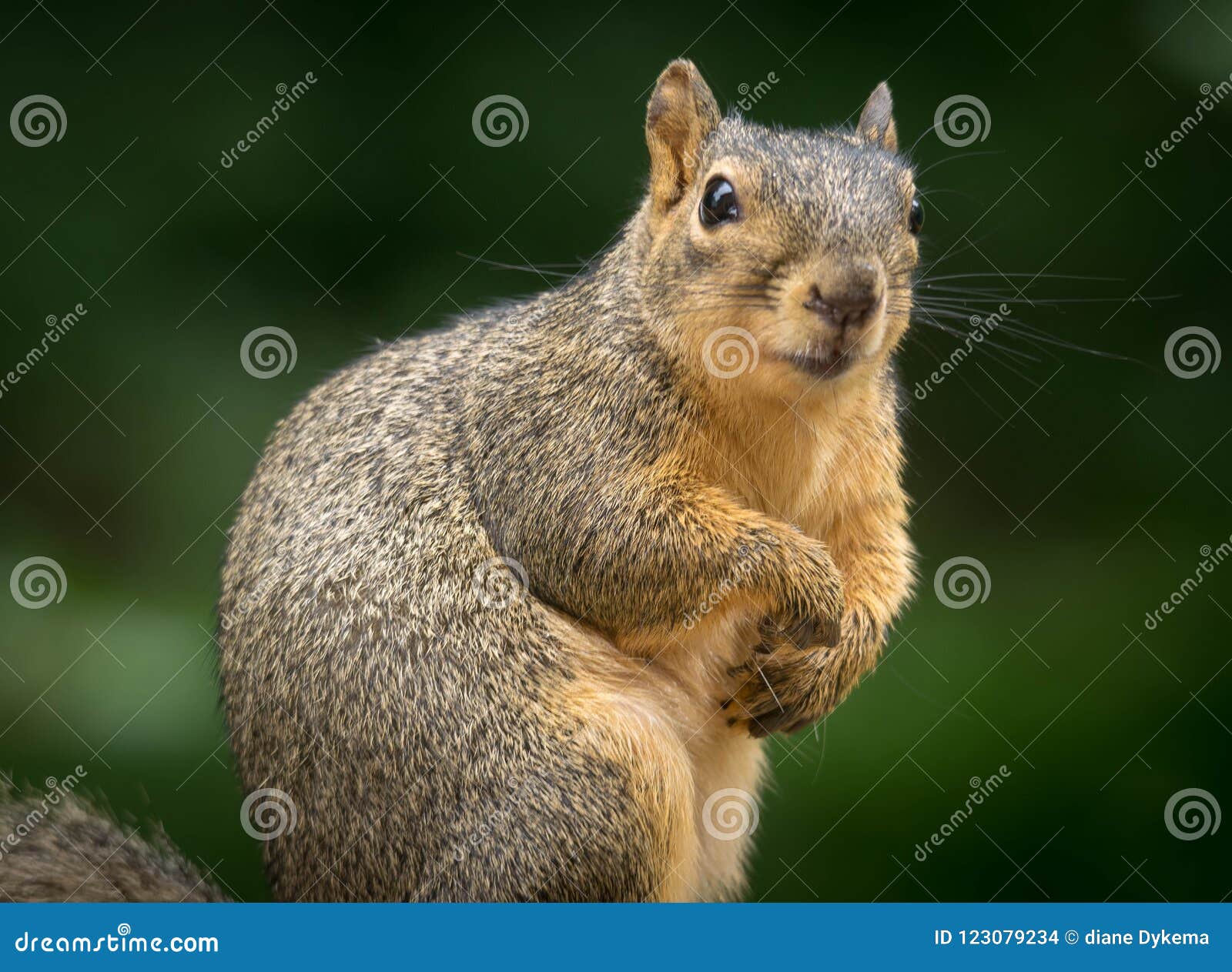 Squirel stock photo. Image of vegetairian, cute, squirrel - 123079234