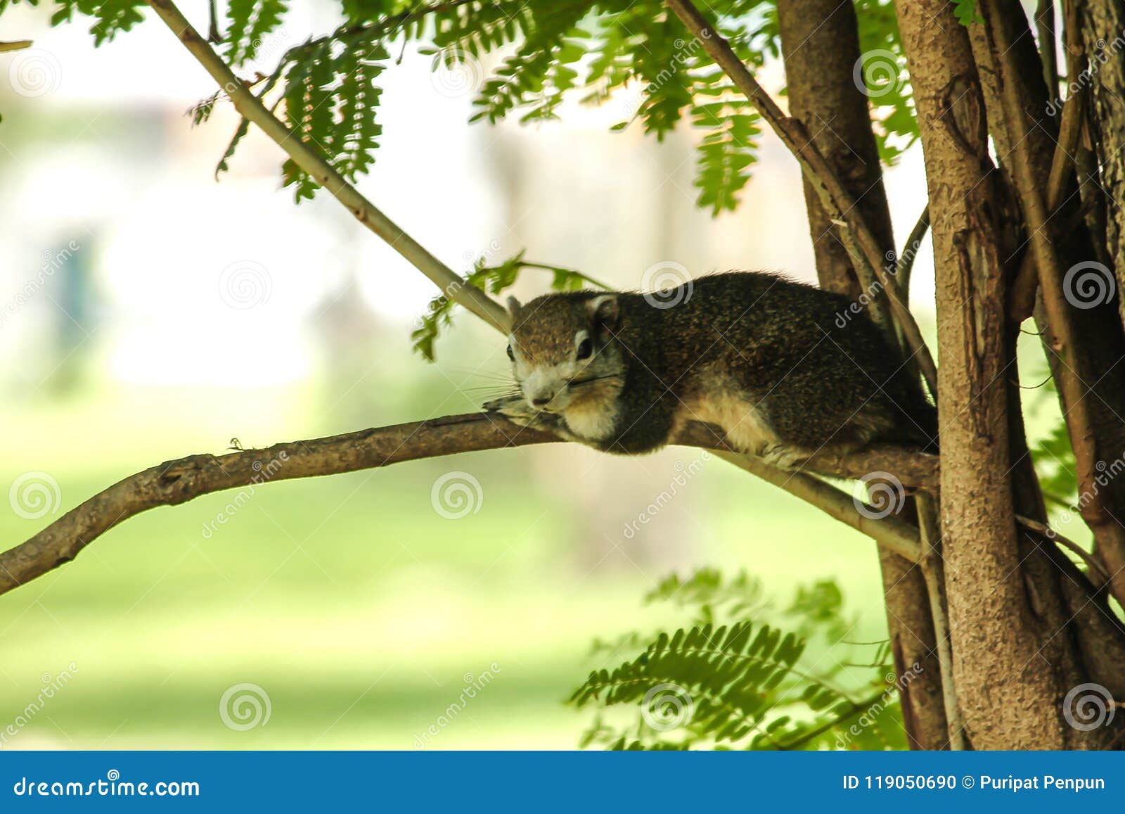 The Squirrel is Looking at a Tree in Nature. Stock Photo - Image of ...