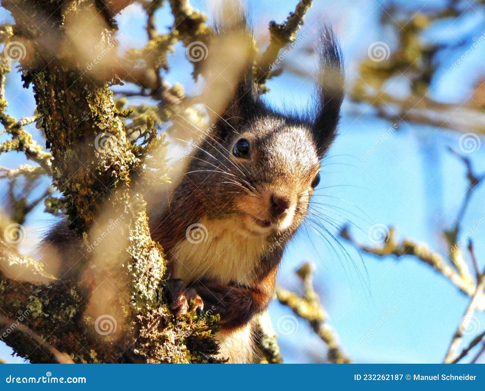 Squirrel Looking from the Tree Stock Image - Image of animal, tree ...