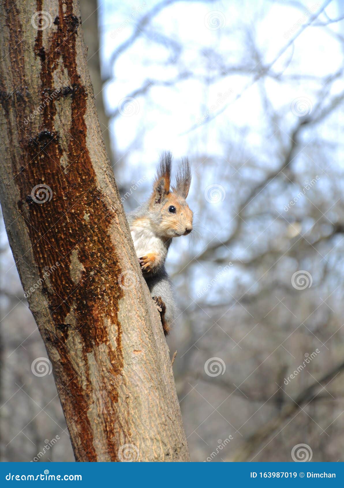 Squirrel Looks from Behind a Tree Stock Image - Image of comical ...