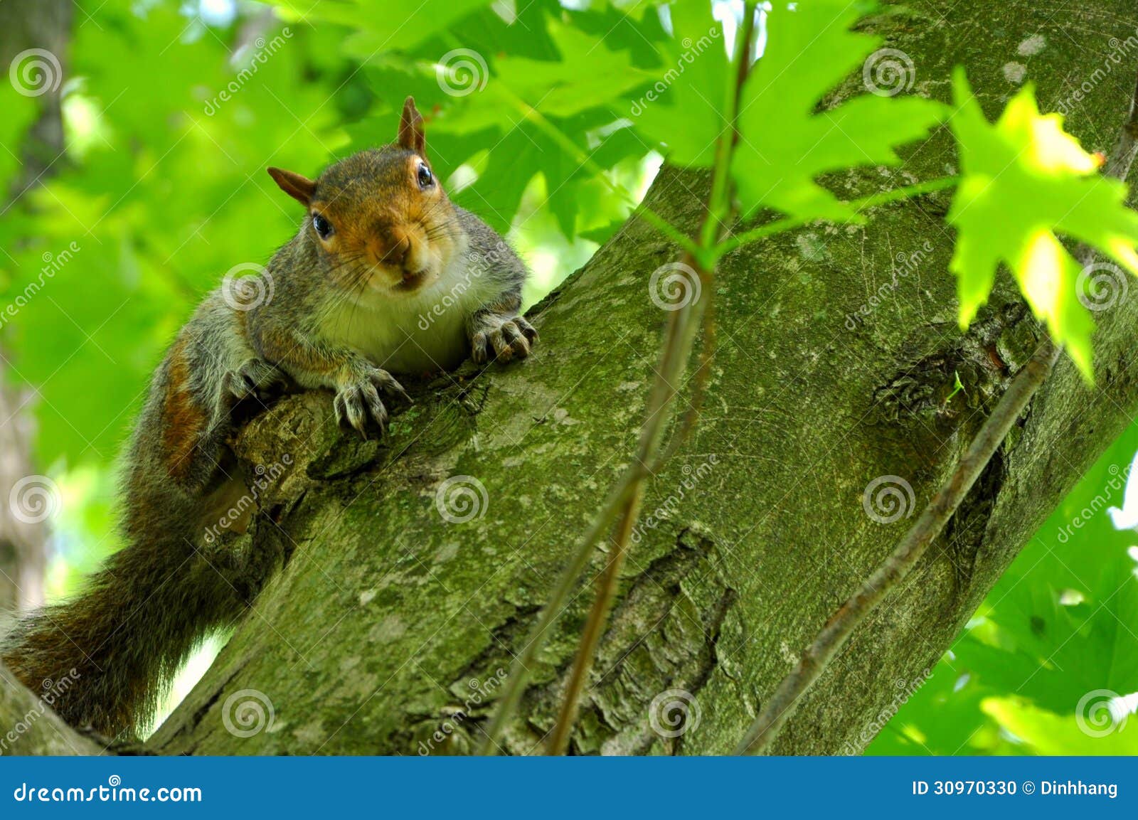 A Squirrel Looks At The Camera Stock Photo - Image of animal, cone ...
