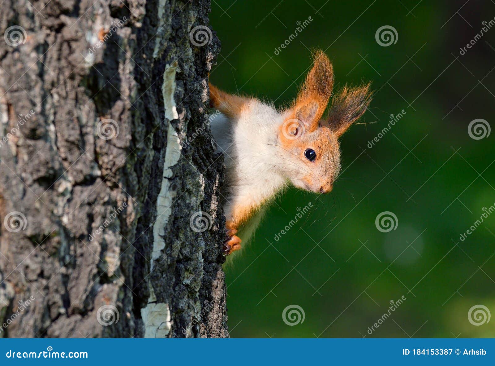 A Squirrel Looks Out from Behind a Tree Stock Image - Image of ...