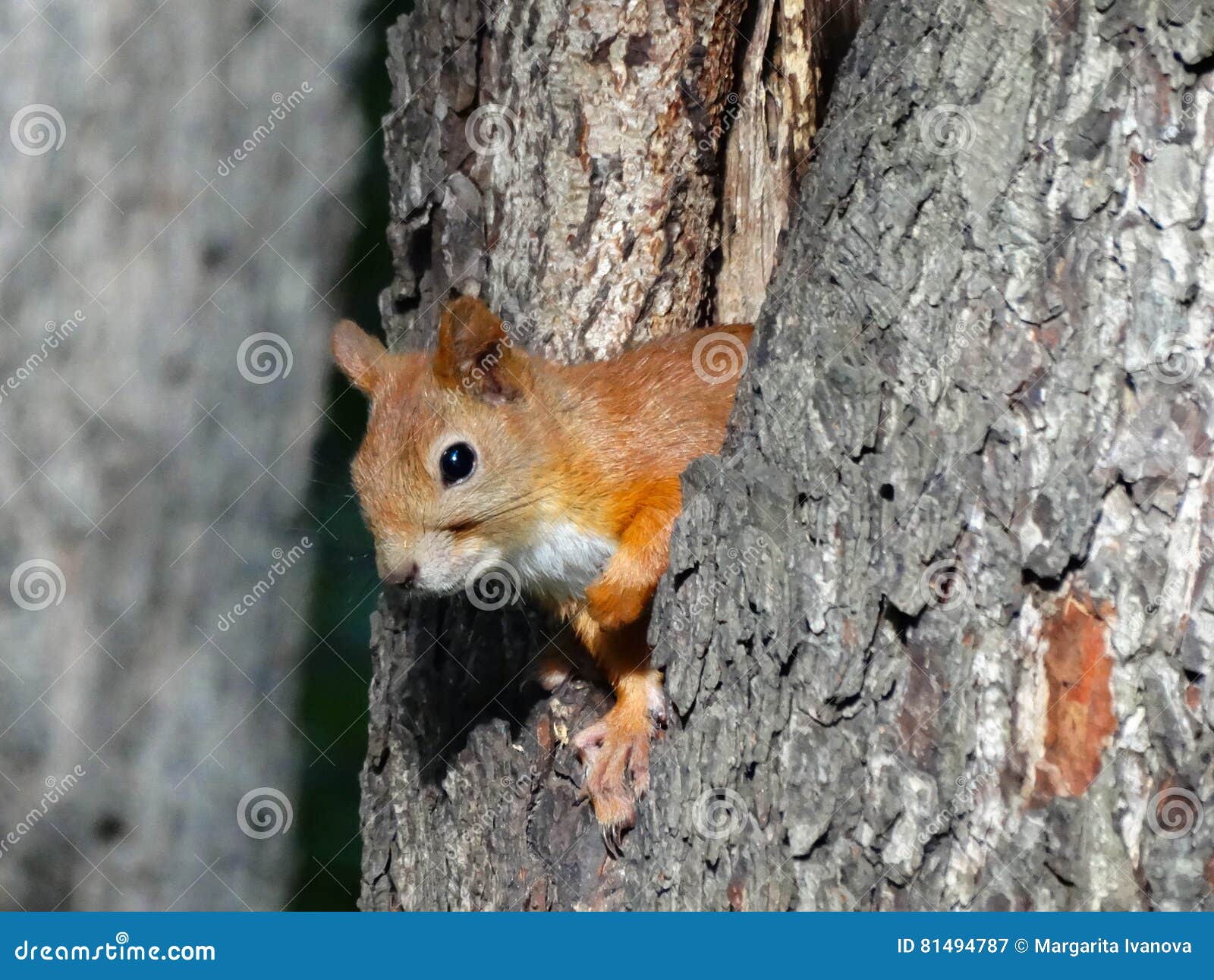 Squirrel Looks Outside from Its Tree Stock Image - Image of squirrel ...
