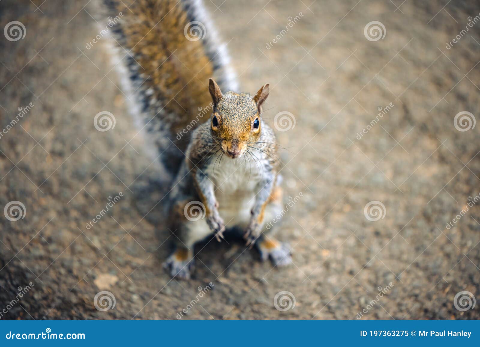 A Squirrel Looks Up at the Camera Stock Image - Image of hayfield ...