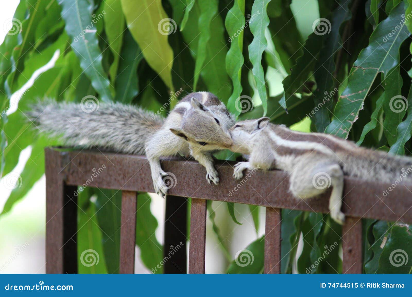 Squirrel love stock image. Image of love, squirrels, moments - 74744515
