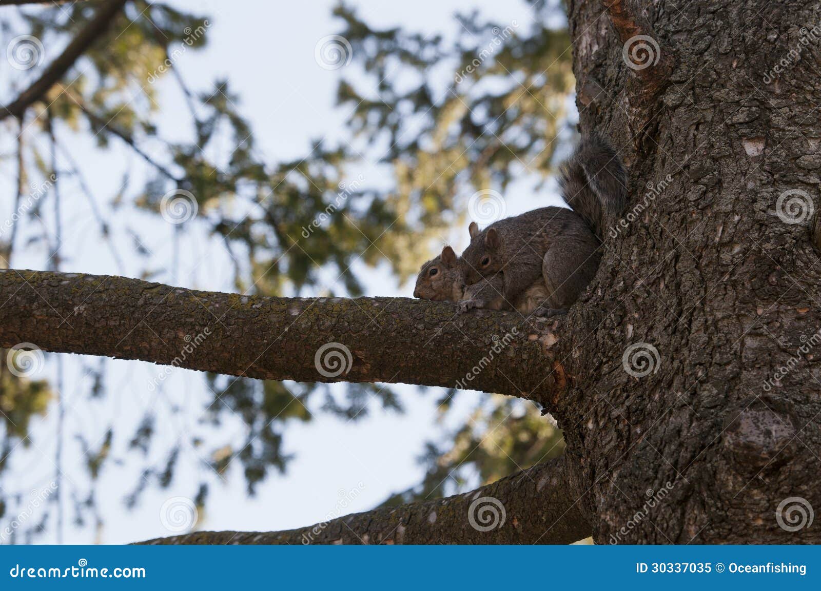 Squirrel in love stock image. Image of close, human, mating - 30337035