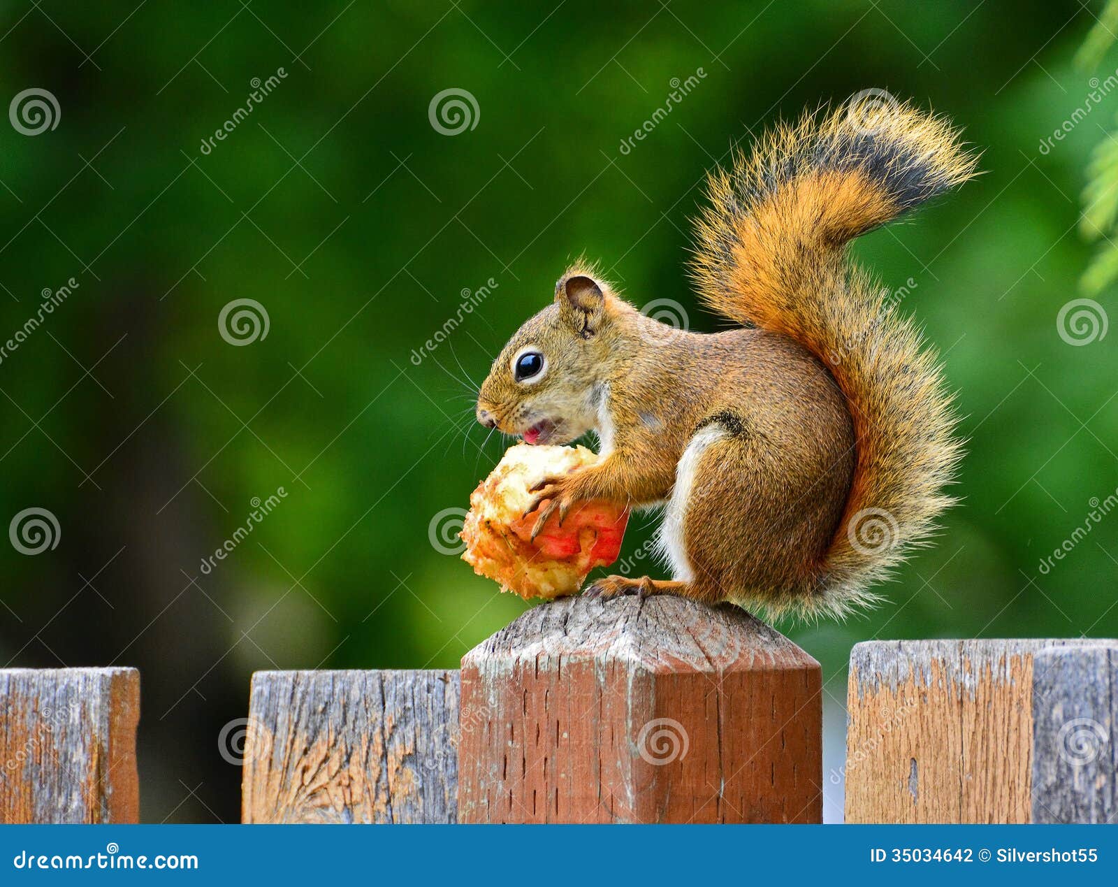 Squirrel lunch time. stock photo. Image of outdoors, gorgeous - 35034642