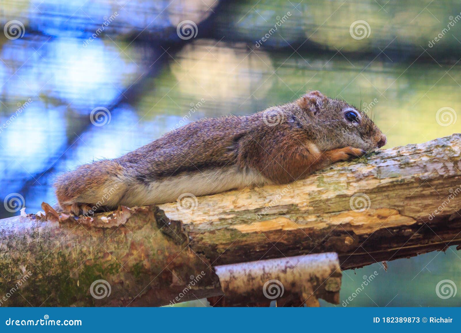 Squirrel on branch stock image. Image of furry, squirrel - 182389873