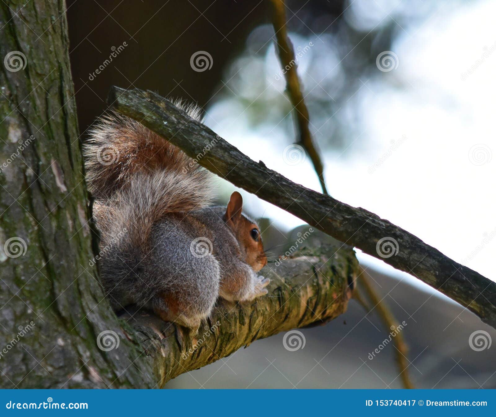 Squirrel stock image. Image of squirrel, backside, animal - 153740417
