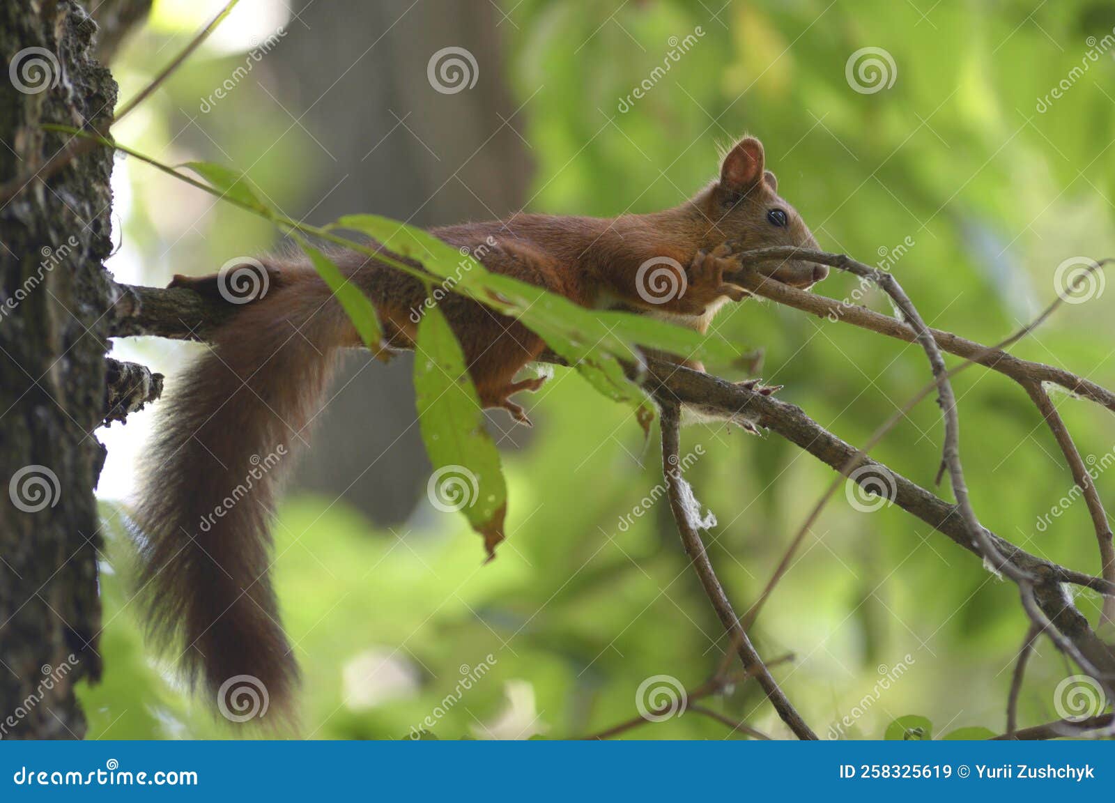 Squirrel Lying Relaxing on Branch of Tree in the City Park Stock Image ...