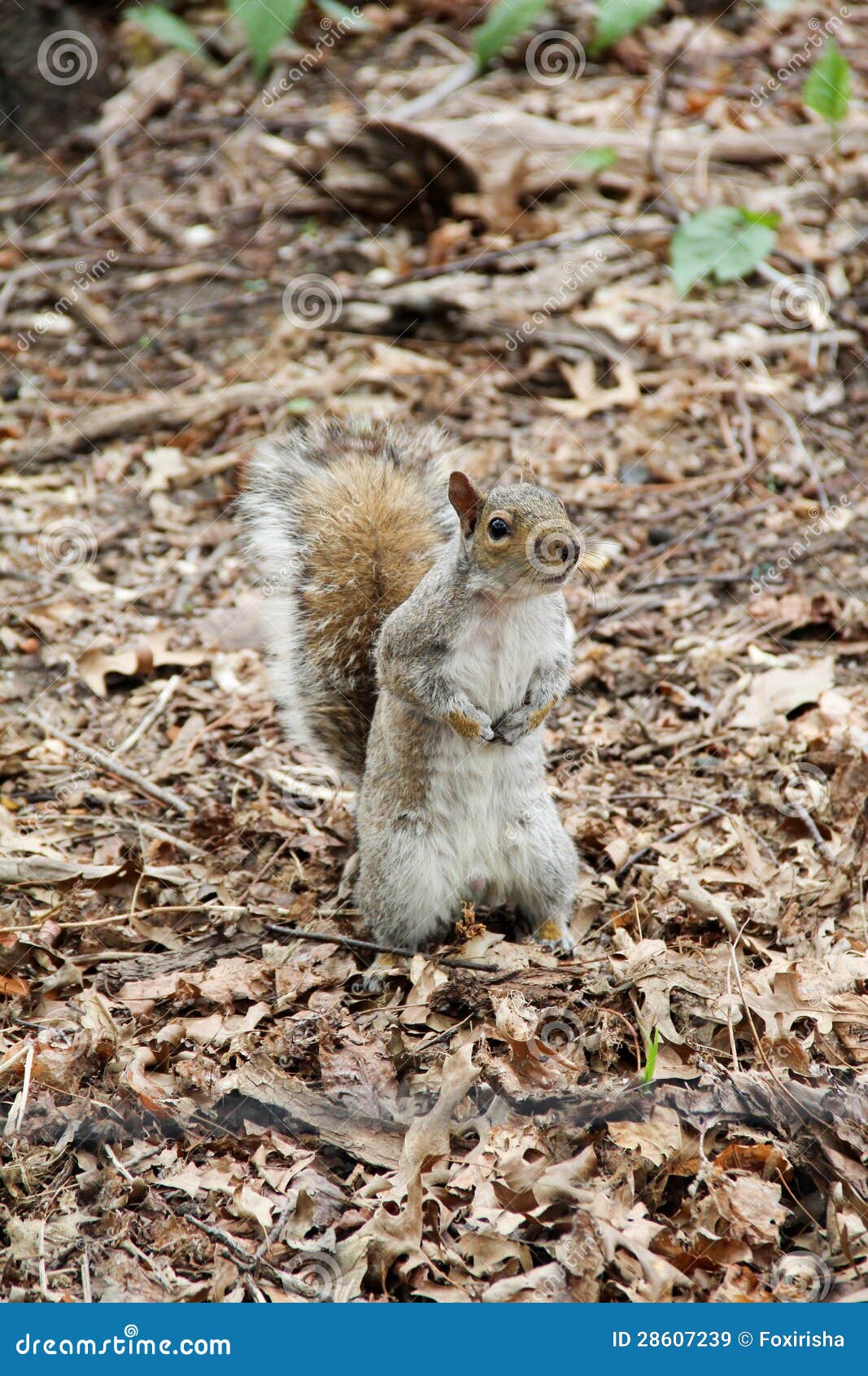 A Squirrel on Madison Square Stock Image - Image of tulips, madison ...