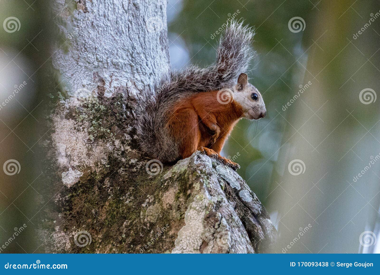 White-faced Squirrel on a Tree Trunk Stock Photo - Image of adorable ...