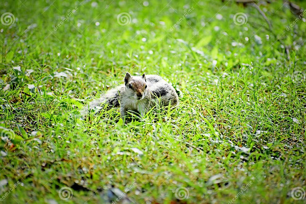 Squirrel stock photo. Image of modded, vintage, abstract - 96794576