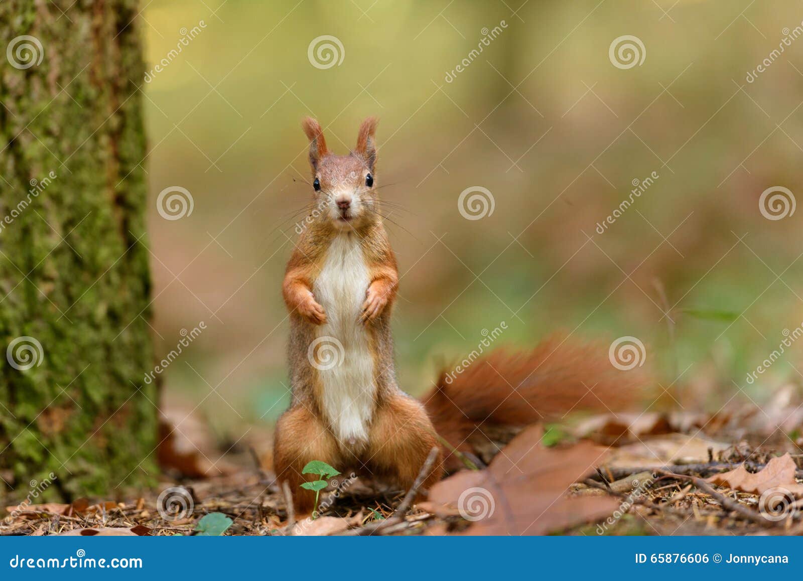 Squirrel model stock photo. Image of vulgaris, republic - 65876606