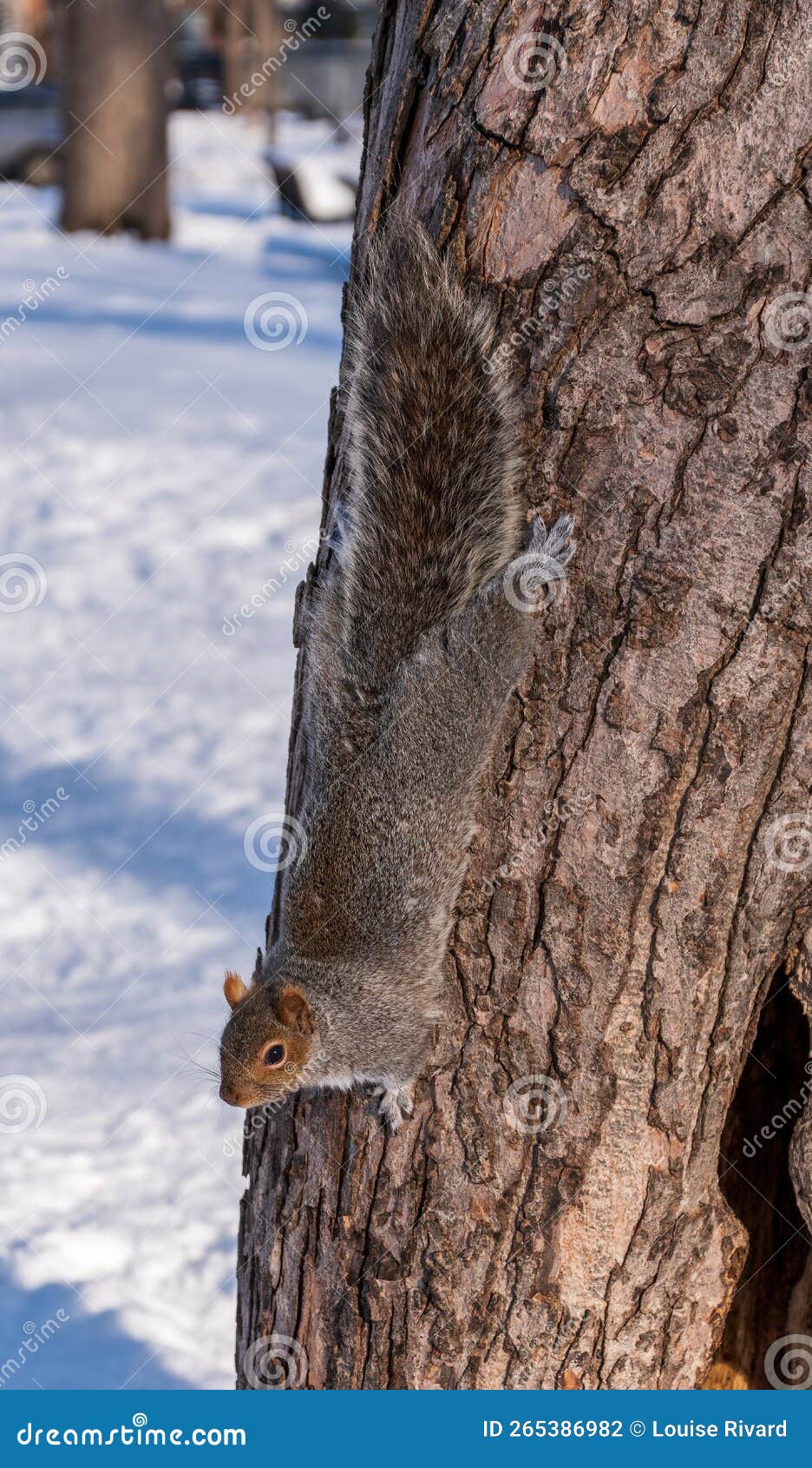 Squirrel in the Molson Park Stock Photo - Image of tree, snow: 265386982