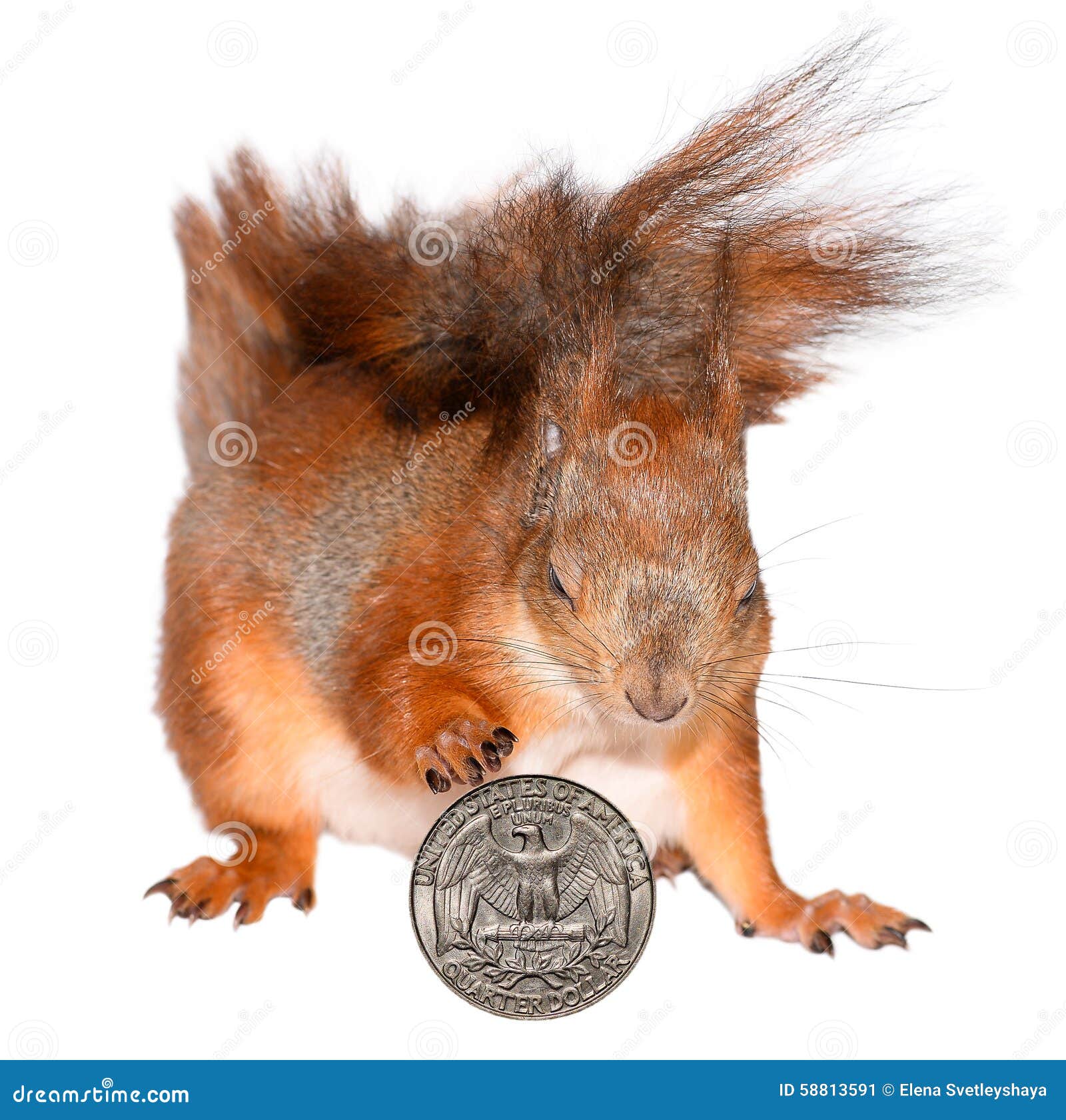 Squirrel and money stock image. Image of animal, looking - 58813591