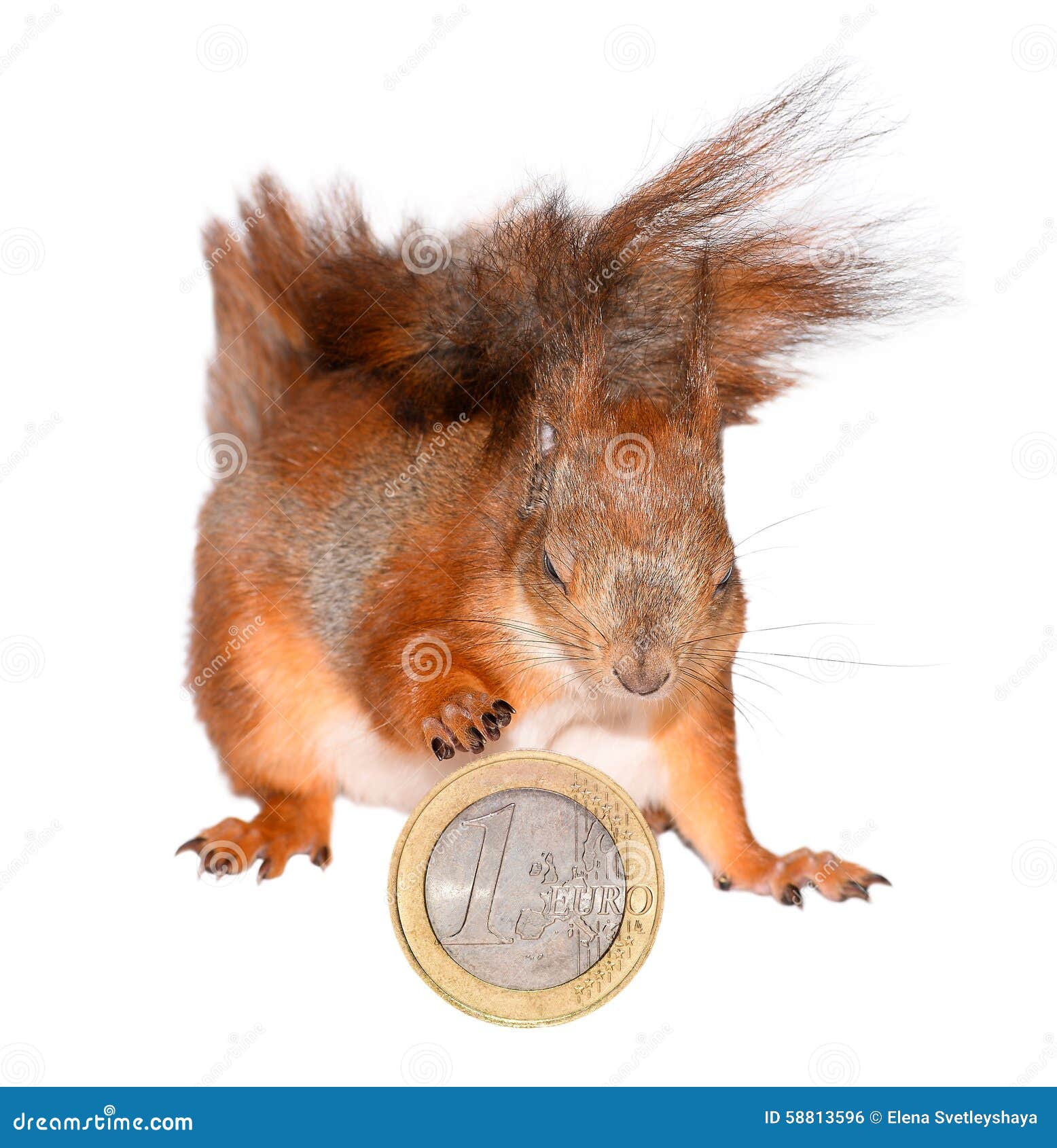 Squirrel and money stock photo. Image of animal, coin - 58813596