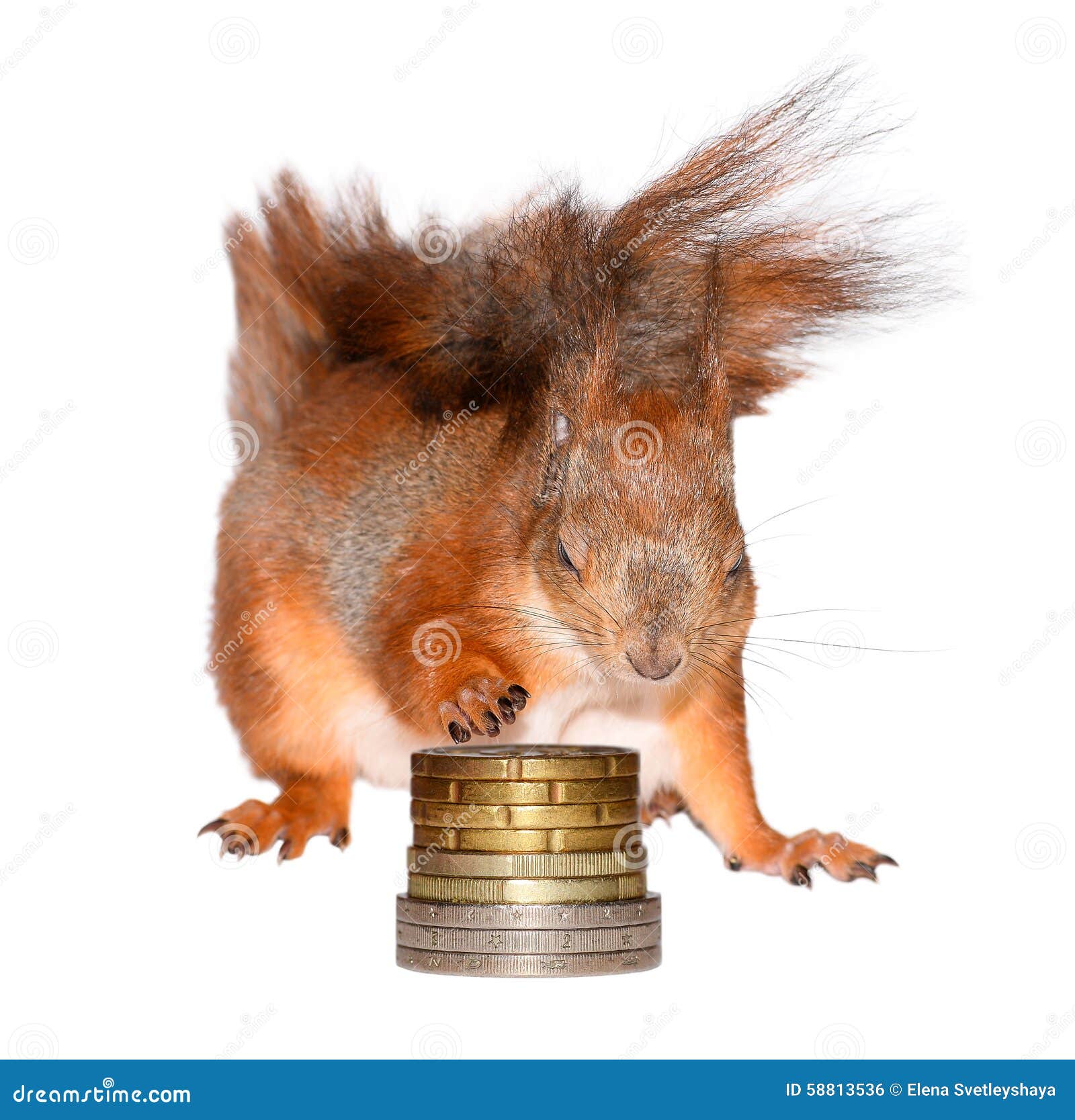 Squirrel and money stock photo. Image of coin, market - 58813536