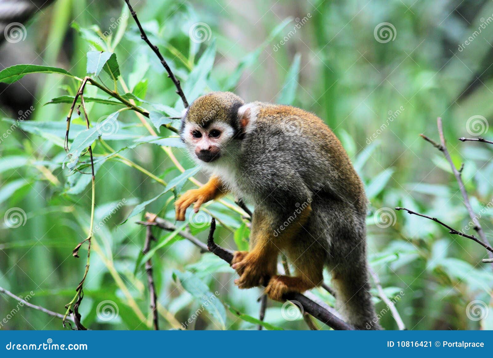Squirrel Monkey In Amazon Rainforest, Yasuni Stock Photography ...
